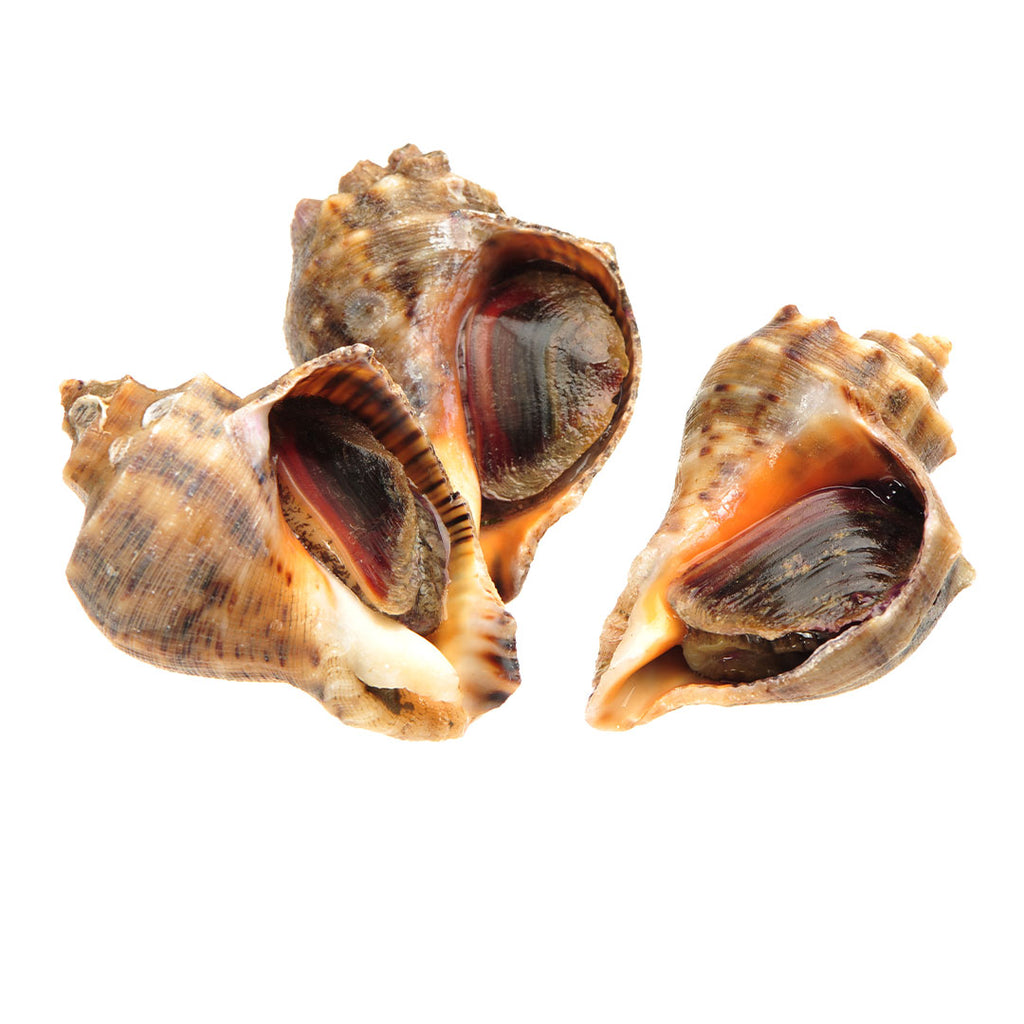 Fresh Conch – Al Premium Food Mart - Mississauga
