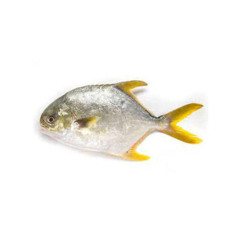 YELLOW POMFRET – Al Premium Food Mart - Mississauga